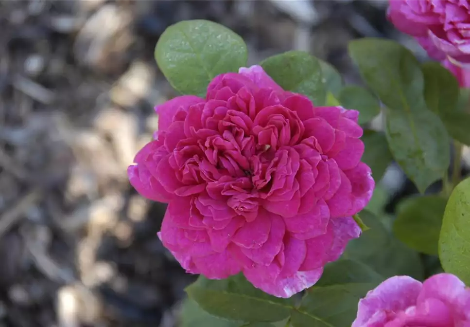 DIE ROSE! - Florawelt Dorsten