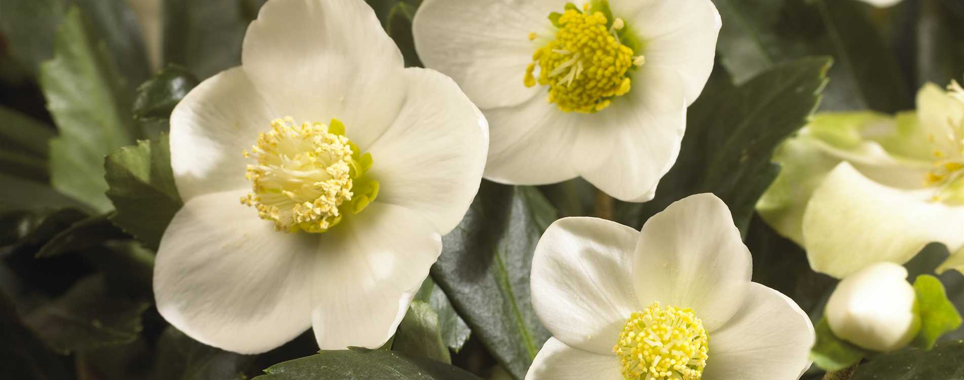 FloraWelt - Premium-Gärtnerei aus Dorsten