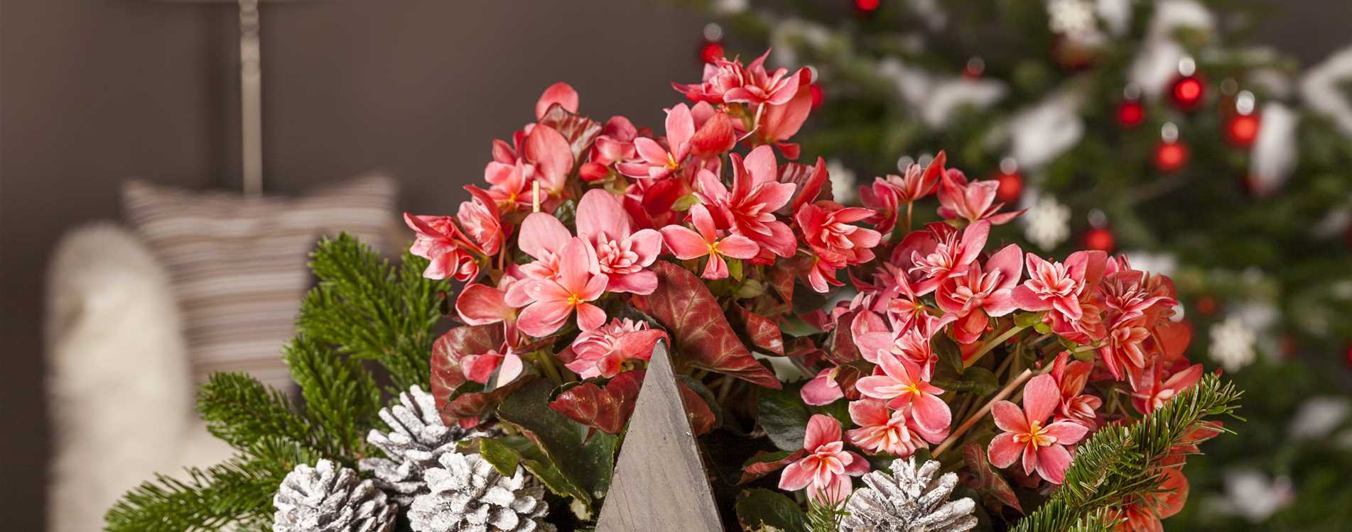 FloraWelt - Premium-Gärtnerei aus Dorsten